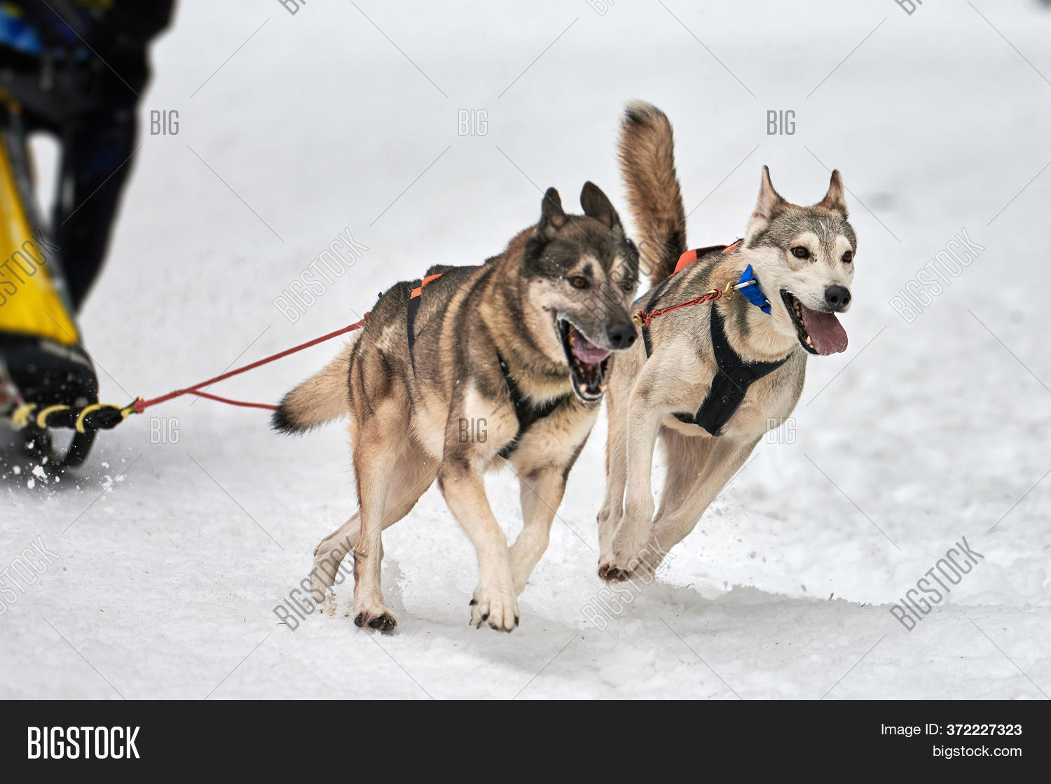 Husky Sled Dog Racing Image & Photo (Free Trial) | Bigstock