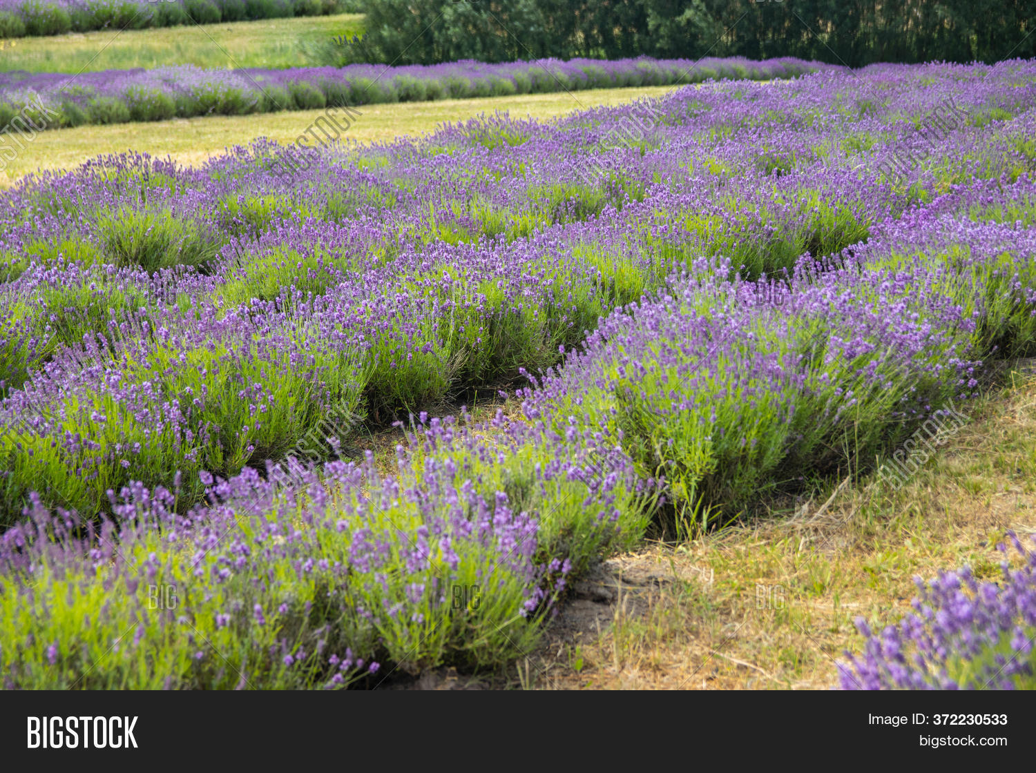 Lavender Field Image & Photo (Free Trial) | Bigstock