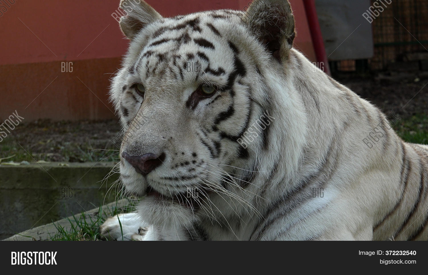 Majestic White Tiger Image & Photo (Free Trial) | Bigstock