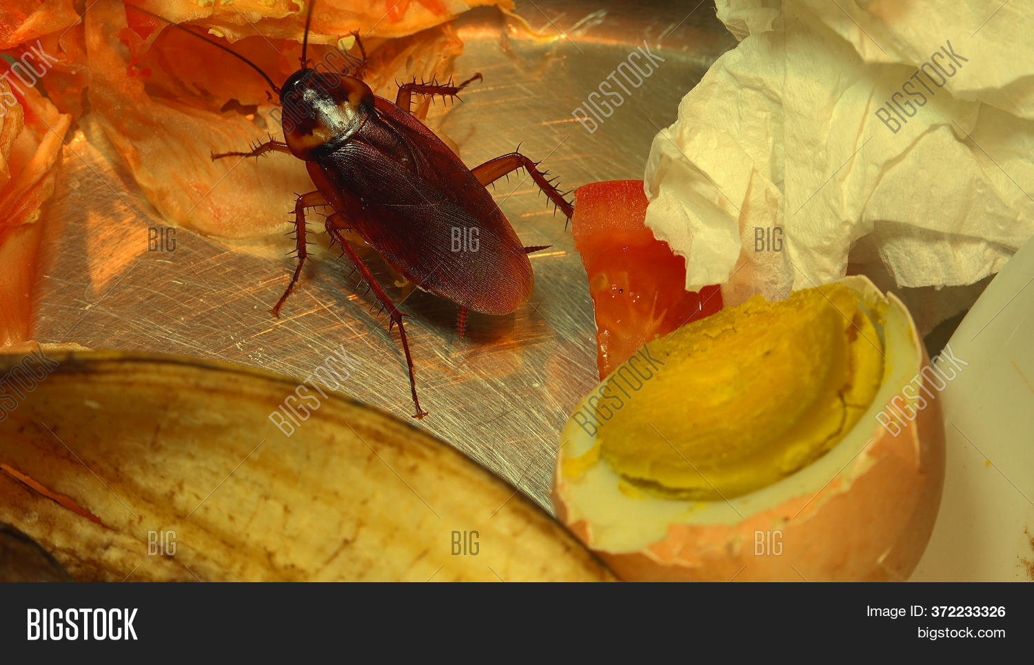 Cockroach Eating Food Image & Photo (Free Trial) | Bigstock