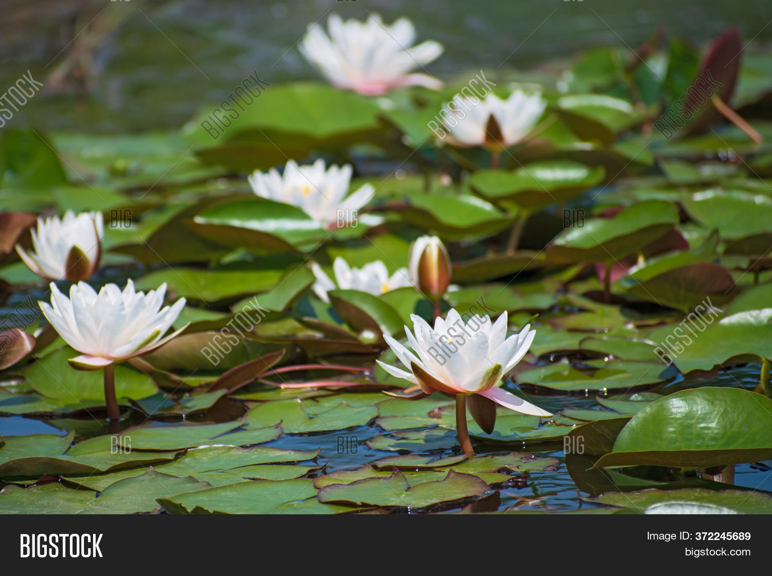 Pond Beautiful White Image & Photo (Free Trial) | Bigstock