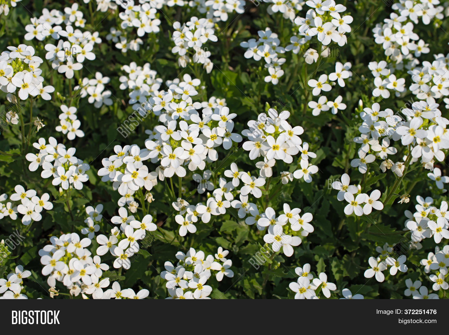 Glade Beautiful Small Image & Photo (Free Trial) | Bigstock