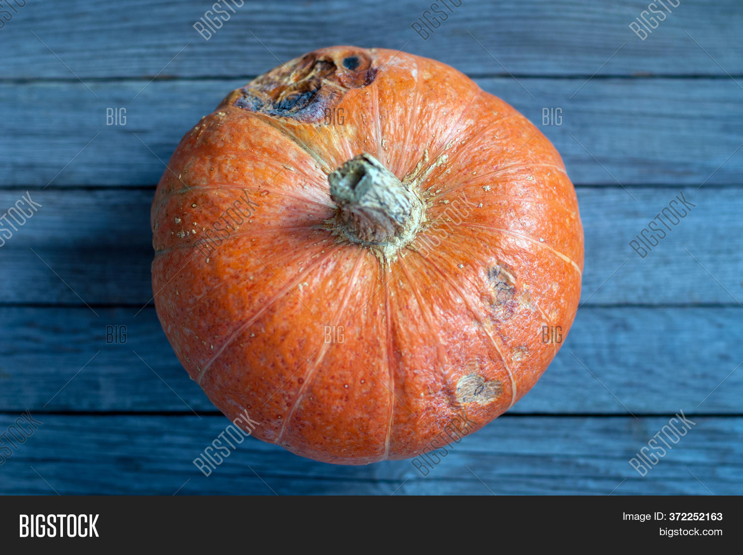 Pumpkin Rotten Side On Image & Photo (Free Trial) | Bigstock