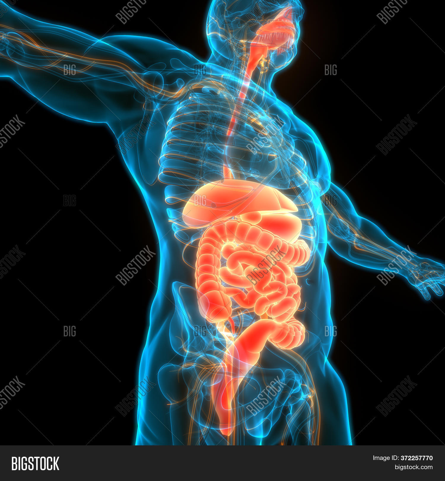 3d Illustration Image & Photo (Free Trial) | Bigstock