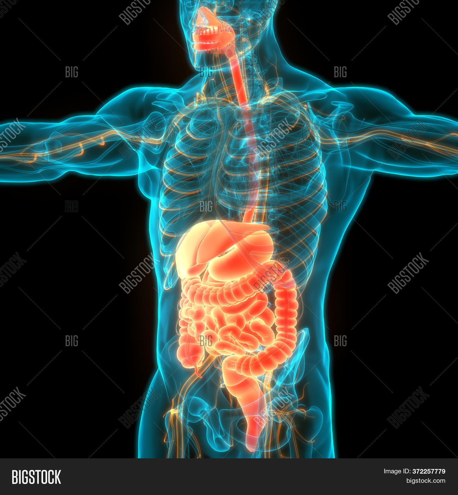 3d Illustration Image & Photo (Free Trial) | Bigstock