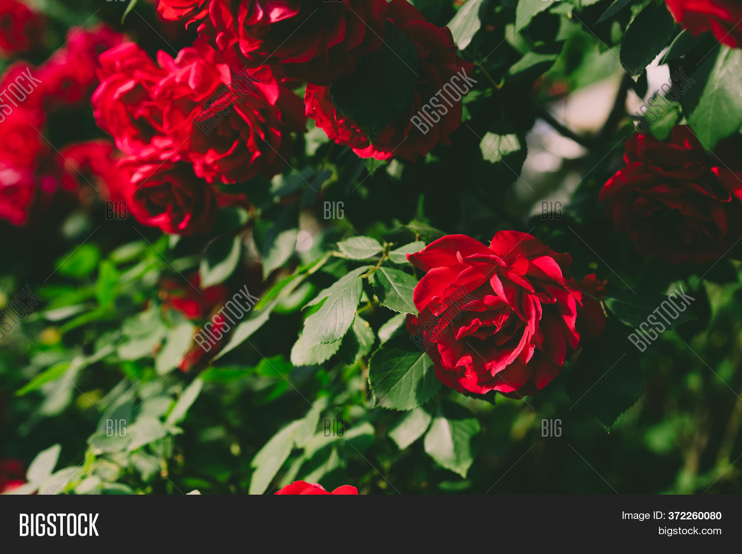 Flowering Bush Red Image & Photo (Free Trial) | Bigstock