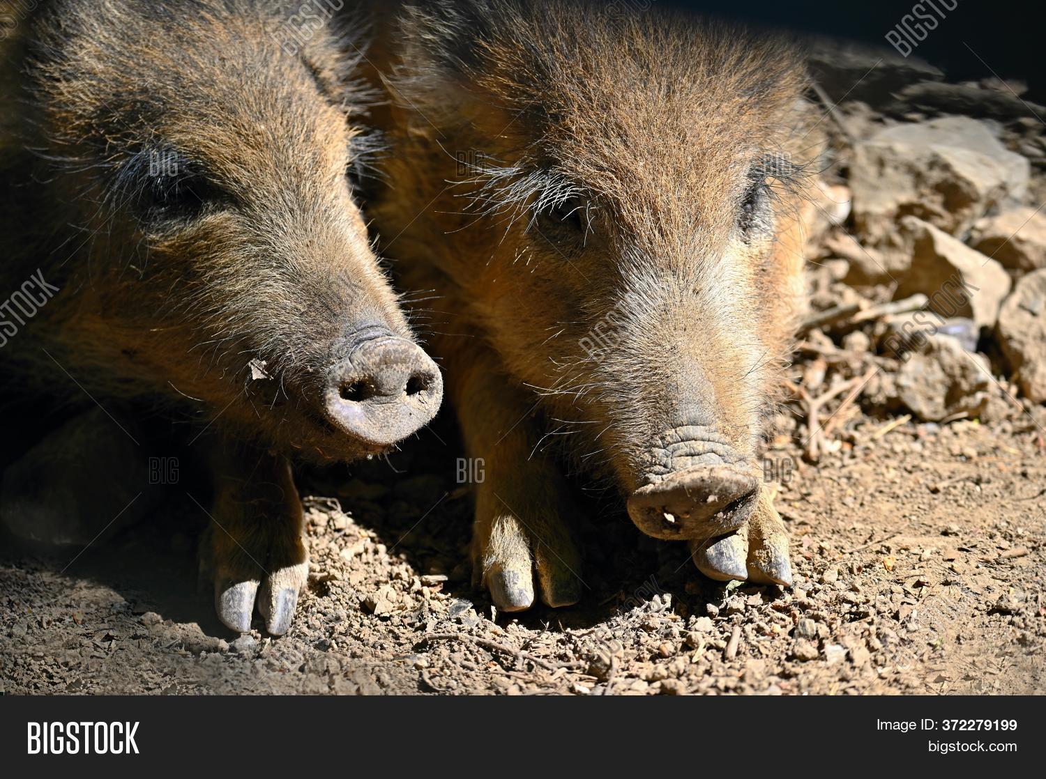 Beautiful Little Pigs Image & Photo (Free Trial) | Bigstock