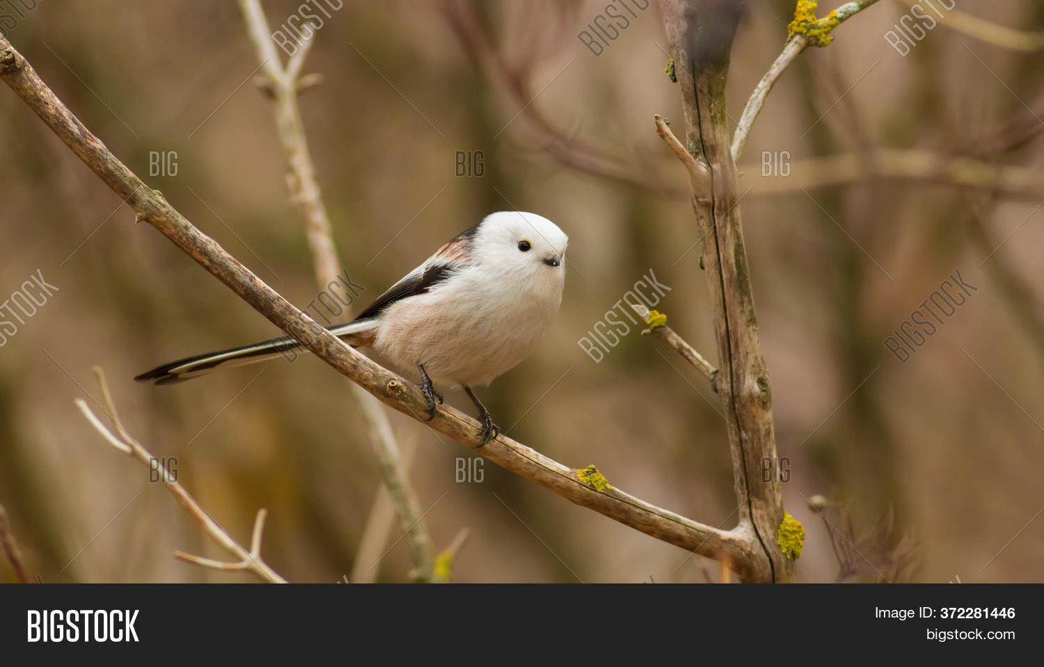 Long-tailed Tit, Image & Photo (Free Trial) | Bigstock