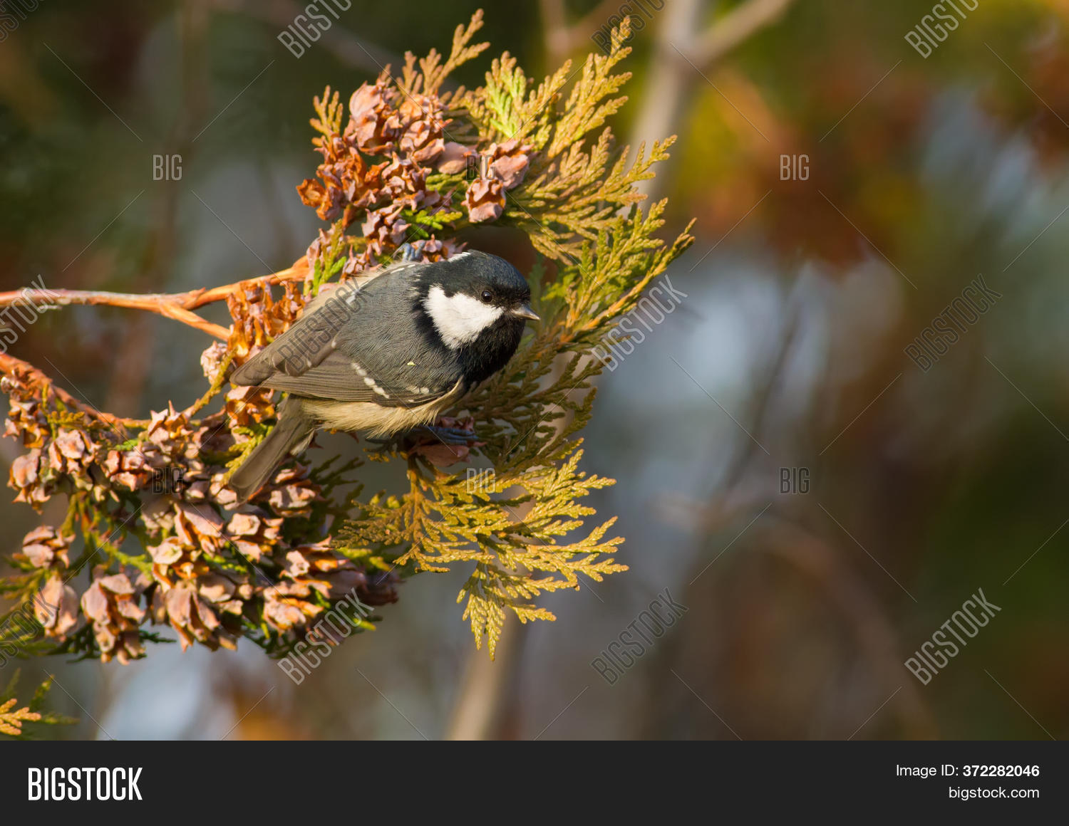Coal Tit, Periparus Image & Photo (Free Trial) | Bigstock