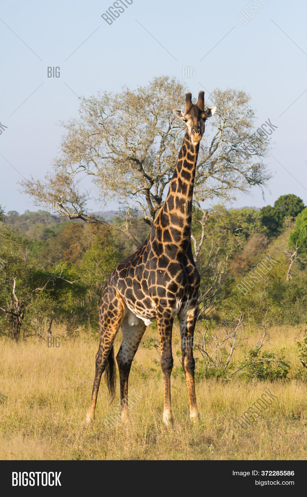Dark Colored Male Image & Photo (Free Trial) | Bigstock