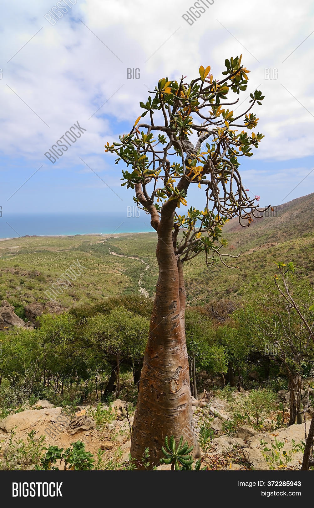Flowering Bottle Tree Image & Photo (Free Trial) | Bigstock