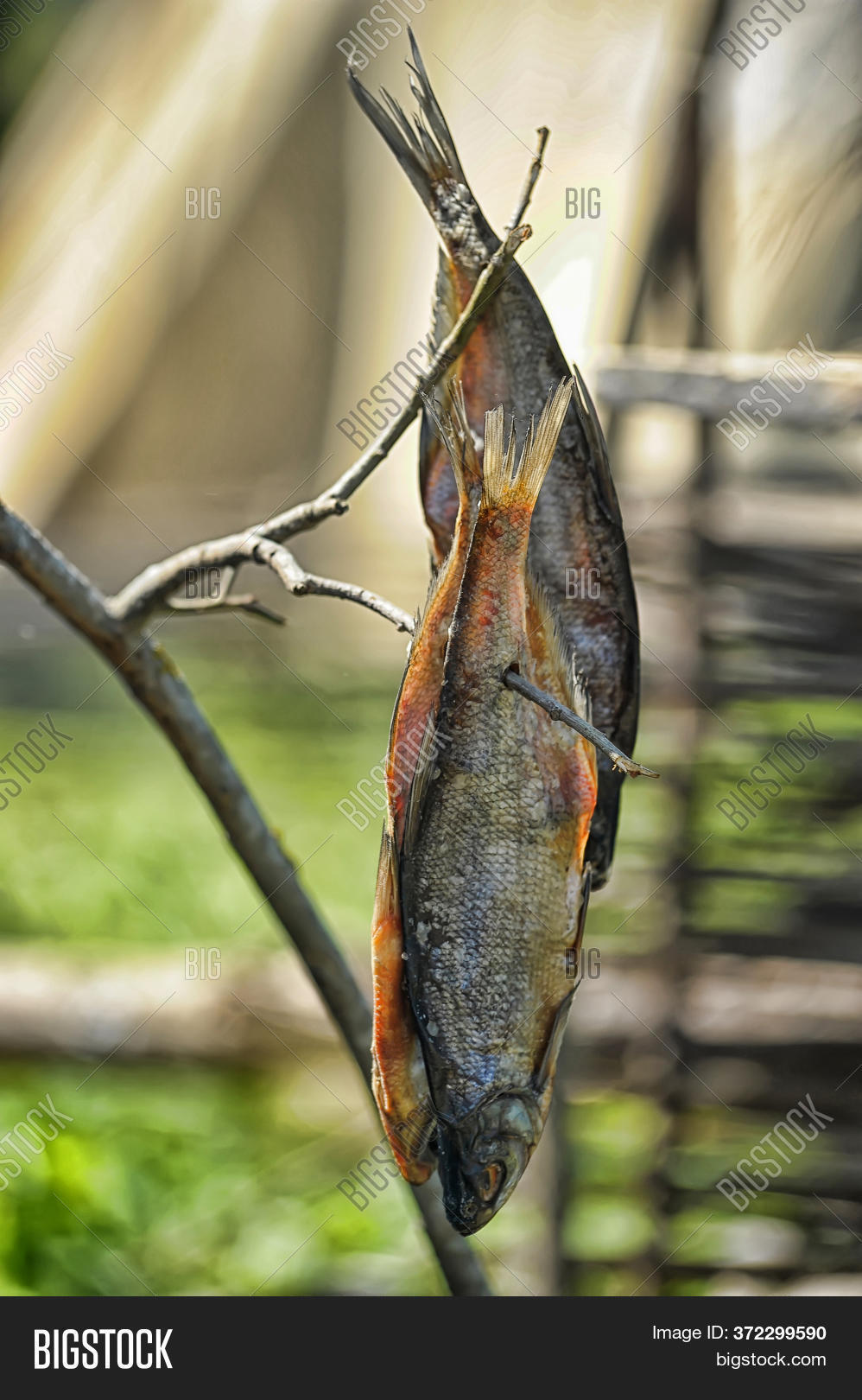Dried Fish Hanging On Image & Photo (Free Trial) | Bigstock