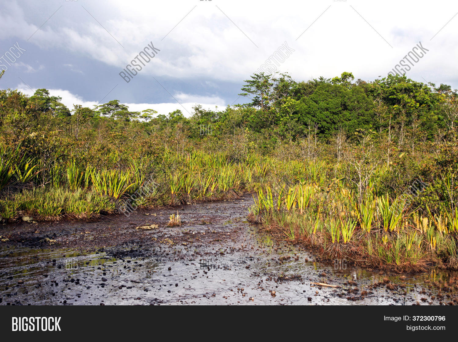 View Swamp Jungle On Image & Photo (Free Trial) | Bigstock