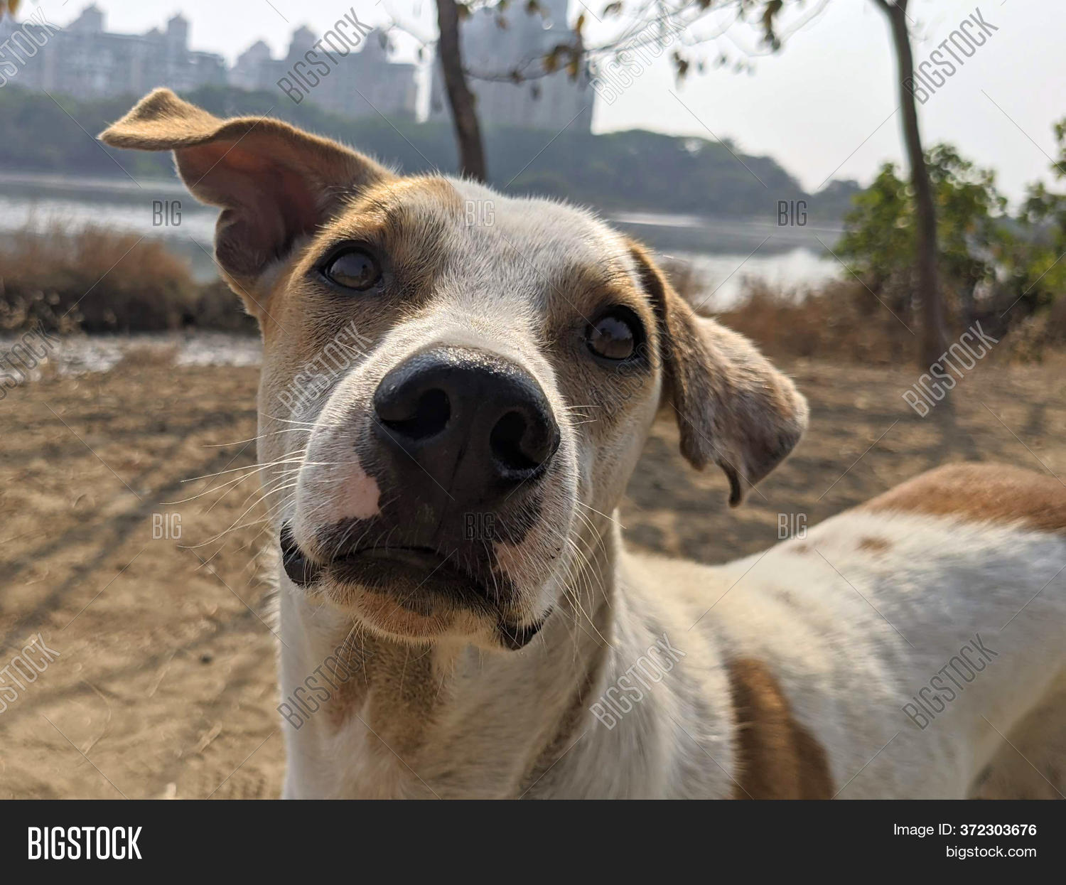 Extreme Closeup Face Image & Photo (Free Trial) | Bigstock