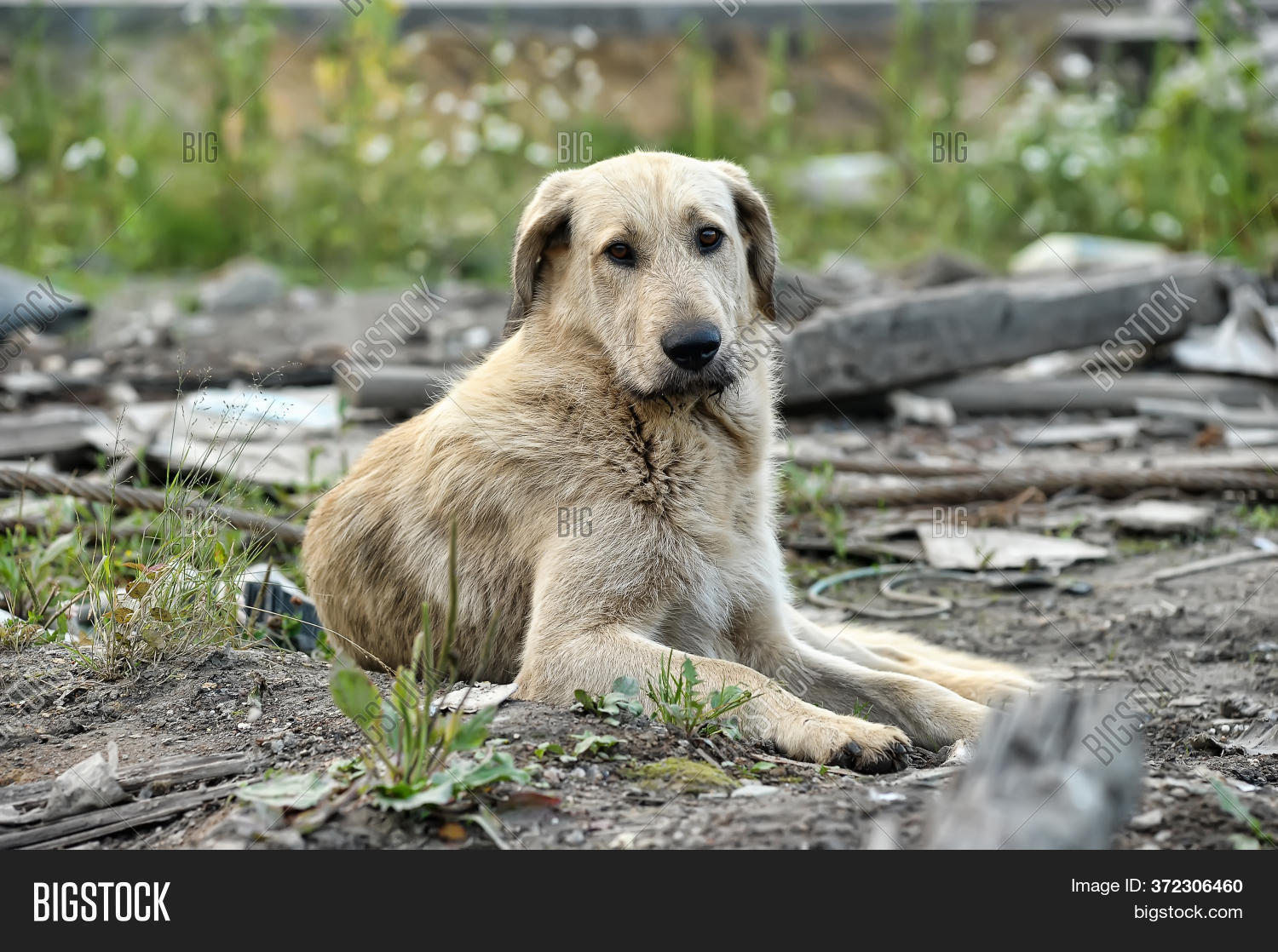 Cute Stray Dog Close Image & Photo (Free Trial) | Bigstock