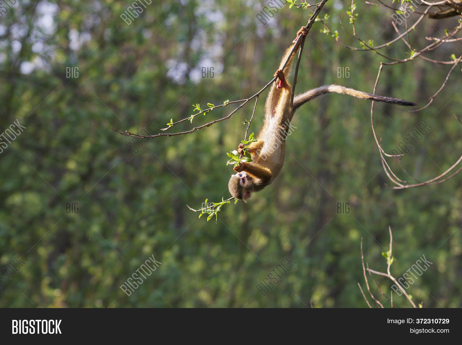 Small Monkey Hung By Image & Photo (Free Trial) | Bigstock