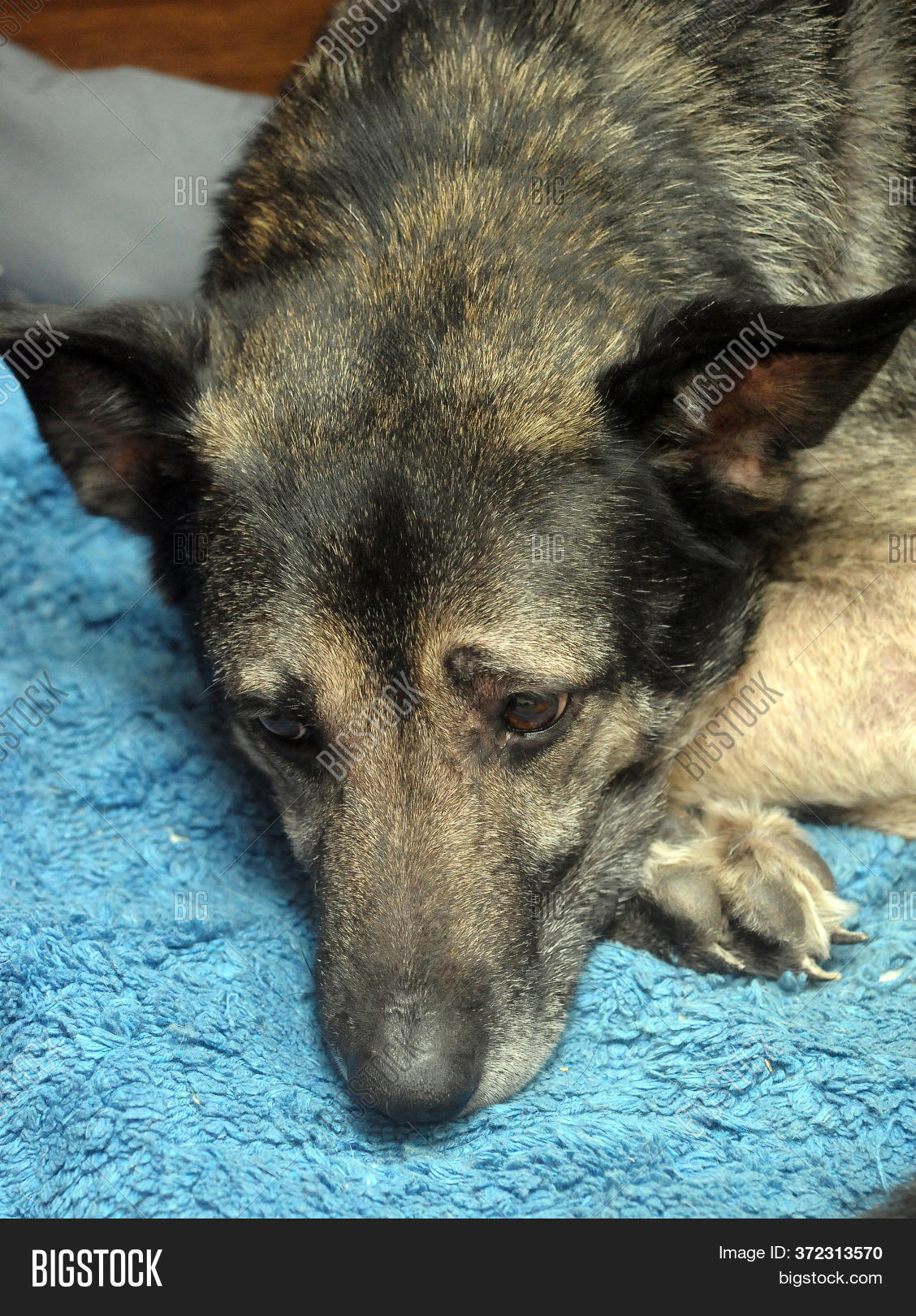 Miserable Dog Lying Image & Photo (Free Trial) | Bigstock