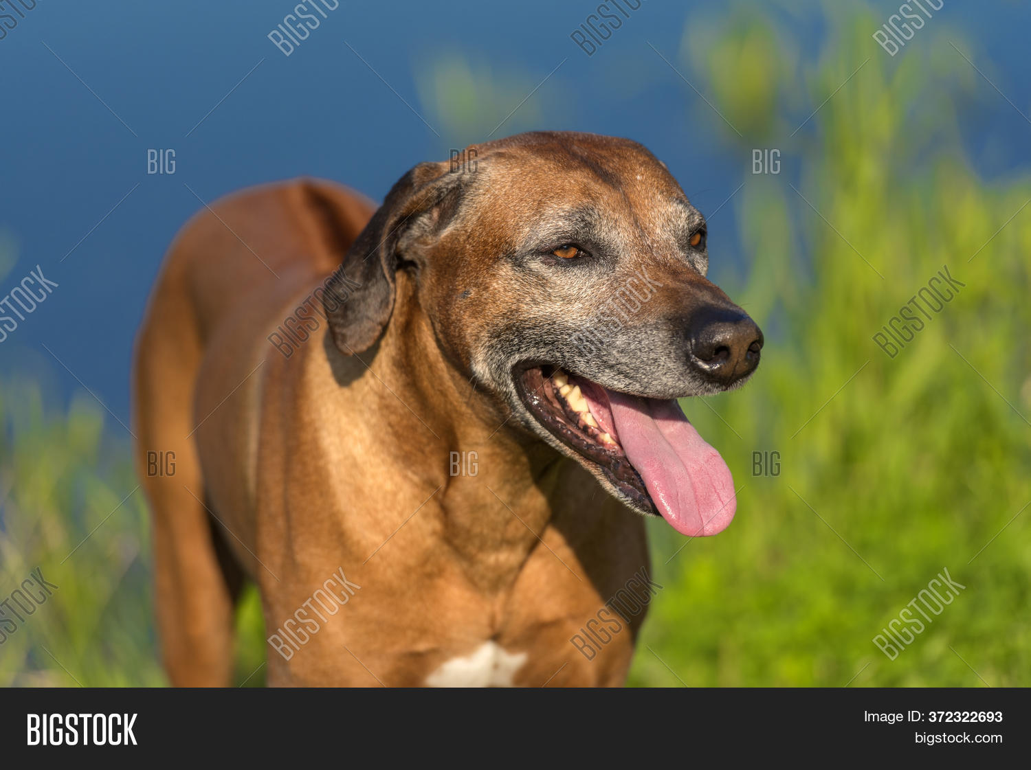Rhodesian Ridgeback Image & Photo (Free Trial) | Bigstock