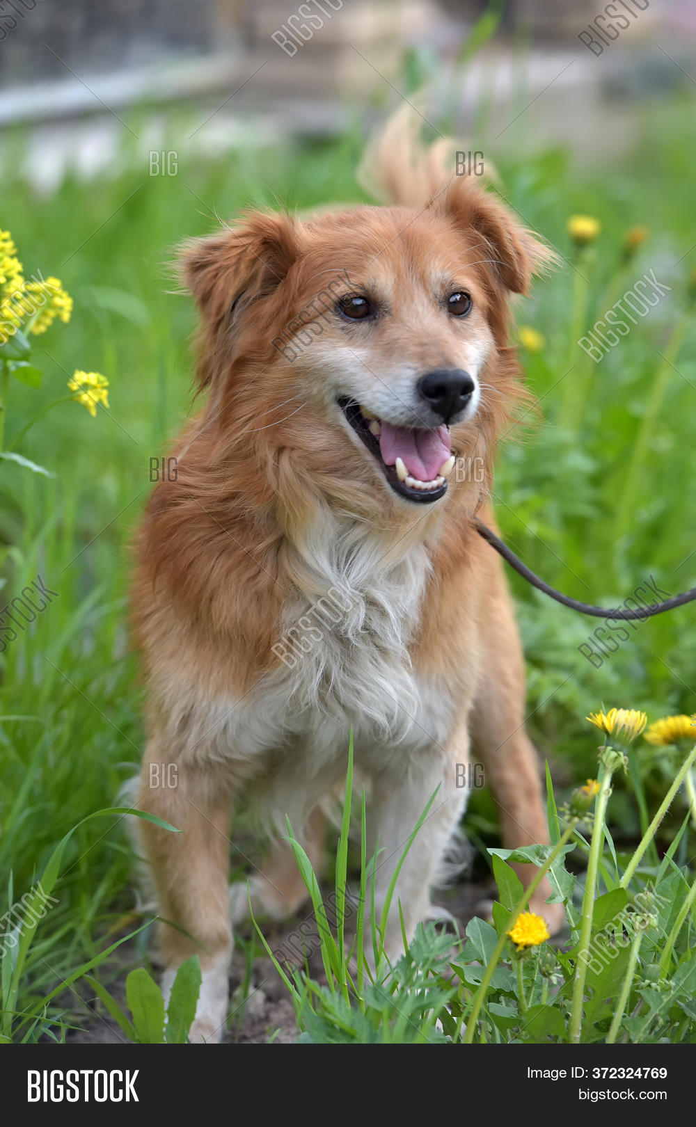Small Red Dog Pooch Image & Photo (Free Trial) | Bigstock