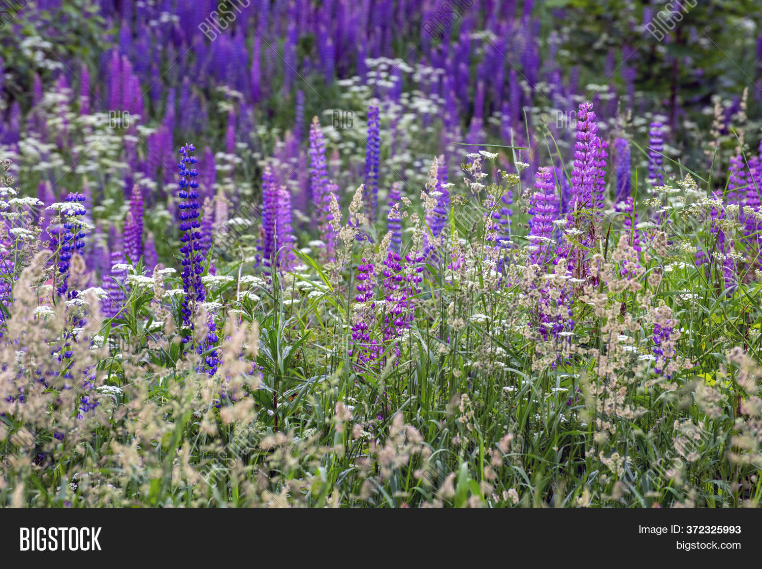 Beautiful Wild Meadow Image & Photo (Free Trial) | Bigstock