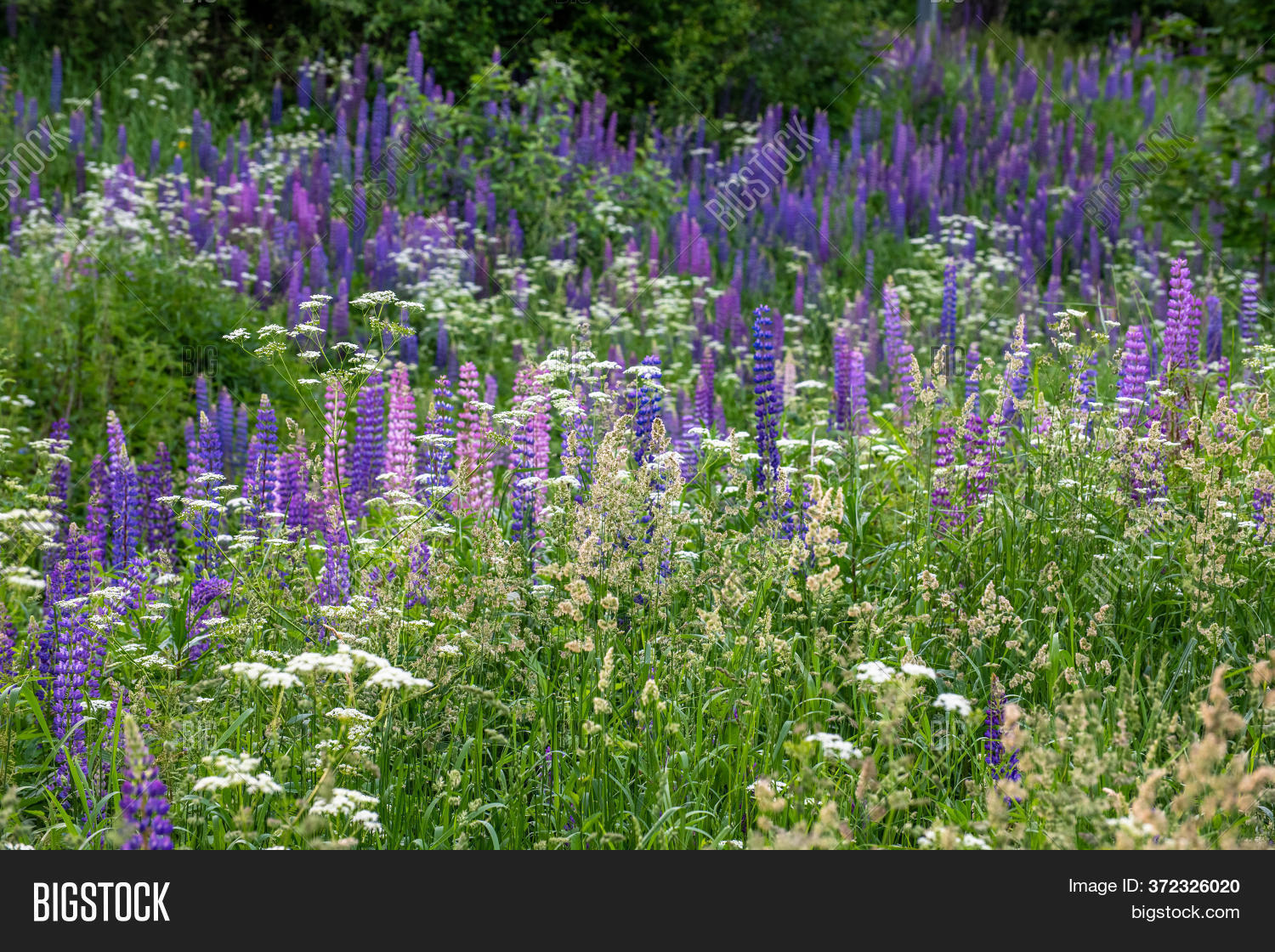 Beautiful Wild Meadow Image & Photo (Free Trial) | Bigstock