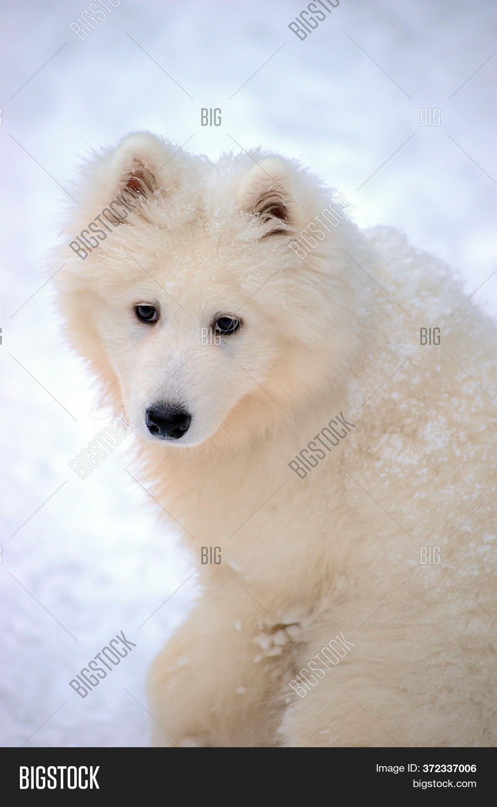 Samoyed Puppy Winter Image & Photo (Free Trial) | Bigstock