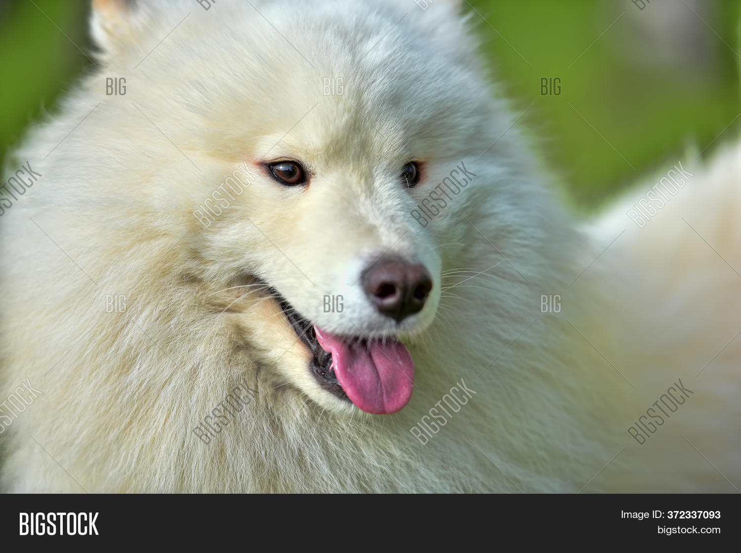 Samoyed Summer Image & Photo (Free Trial) | Bigstock