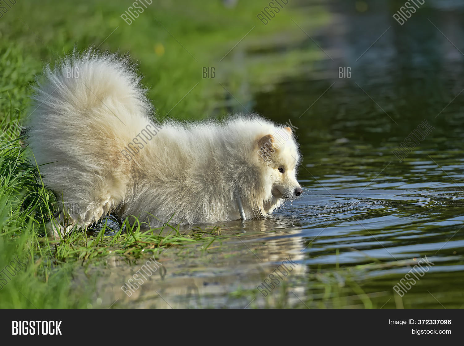 Samoyed Swim Summer Image & Photo (Free Trial) | Bigstock