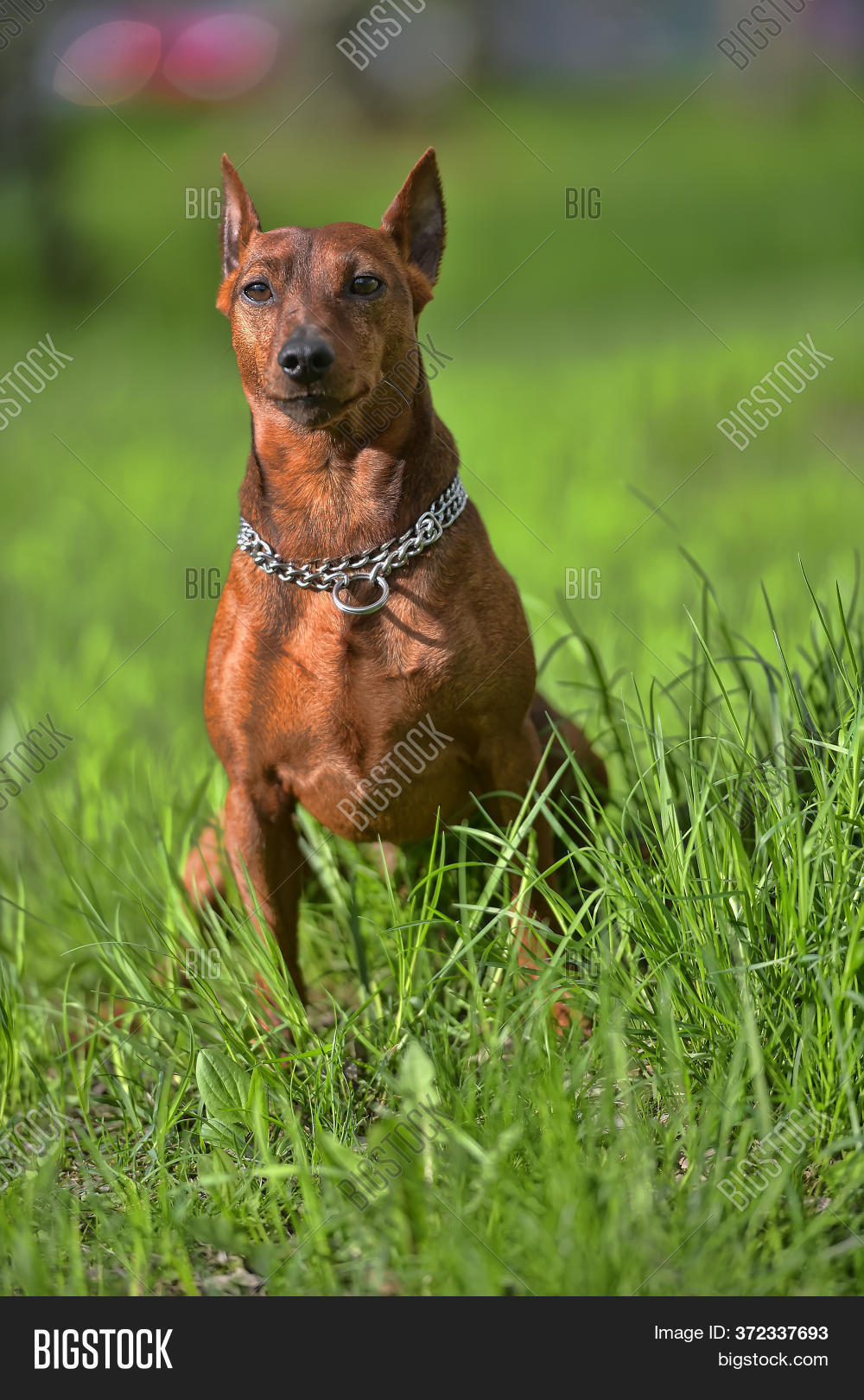 Dwarf Pinscher Summer Image & Photo (Free Trial) | Bigstock
