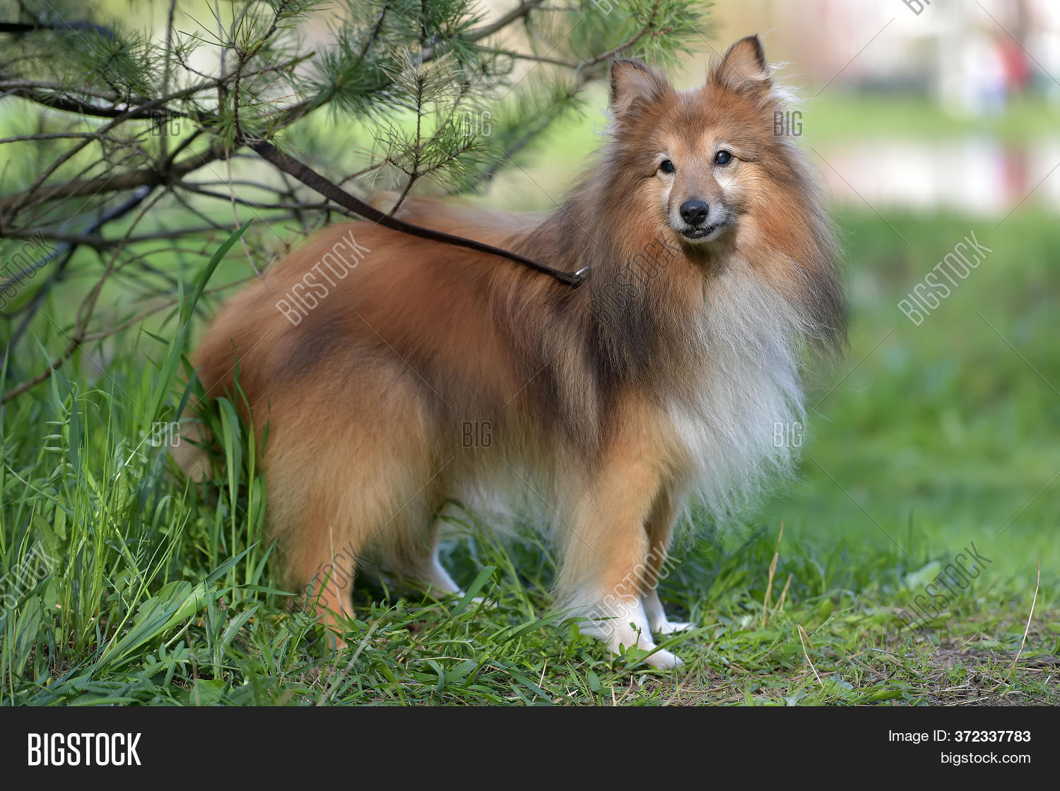 Dog Breed Sheltie On Image & Photo (Free Trial) | Bigstock