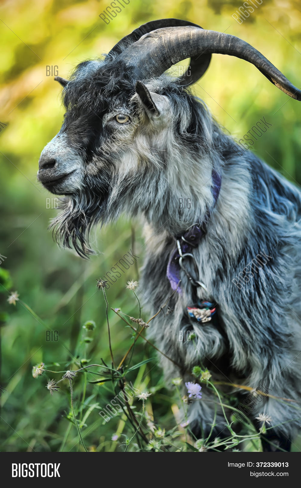 Gray Goat Big Horns Image & Photo (Free Trial) | Bigstock