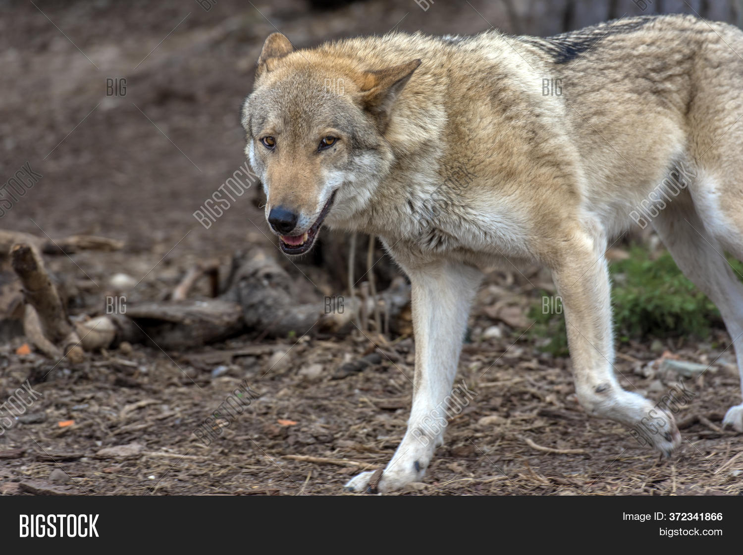 Wolves Zoo Image & Photo (Free Trial) | Bigstock