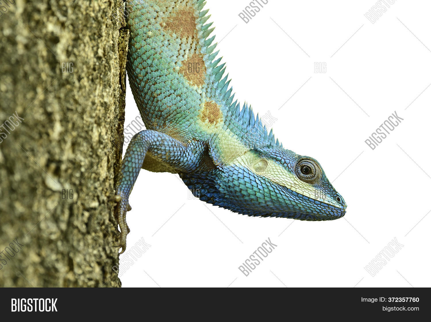 Beautiful Reptile Image & Photo (Free Trial) | Bigstock