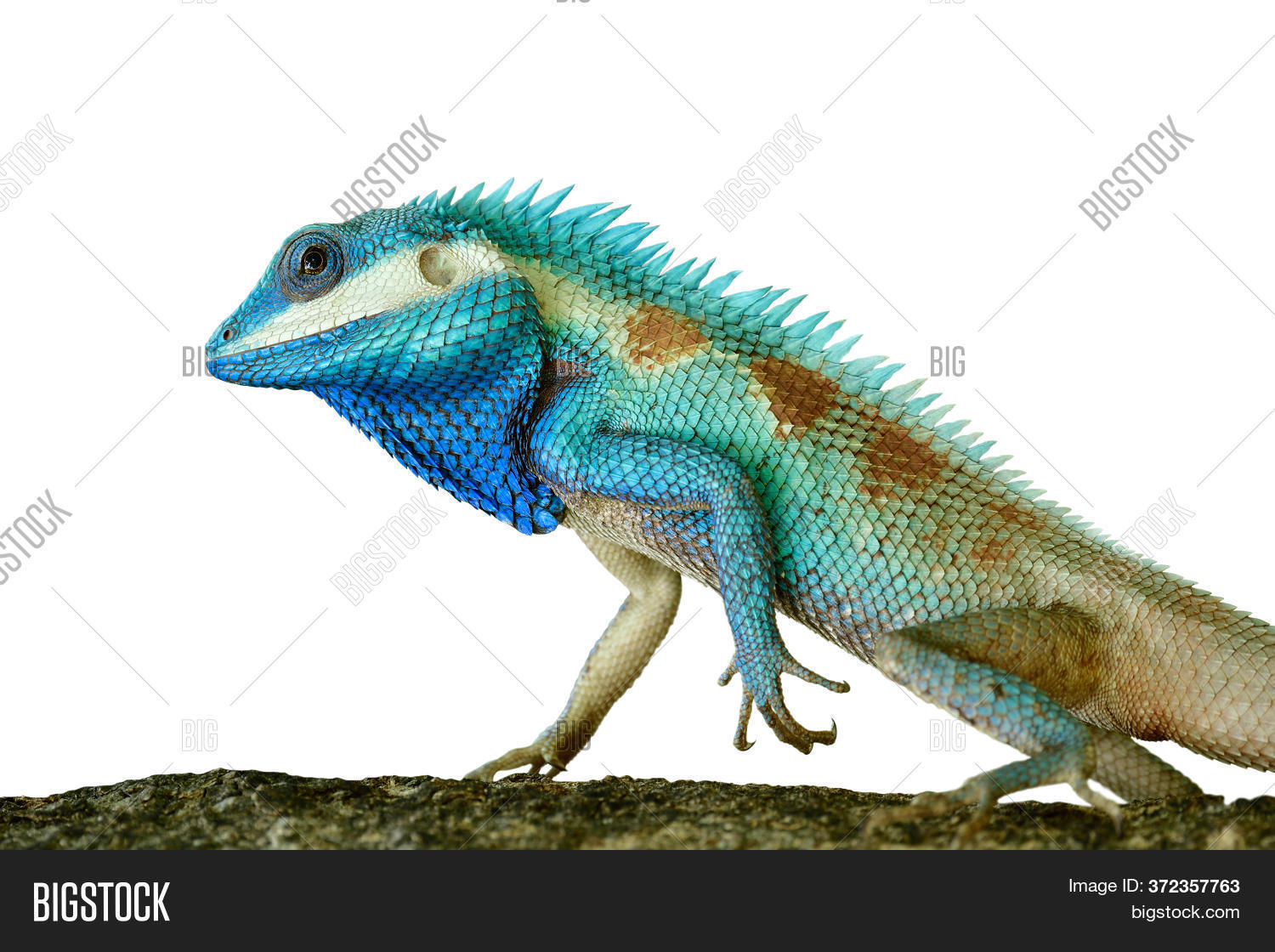 Exotic Blue Lizard Image & Photo (Free Trial) | Bigstock