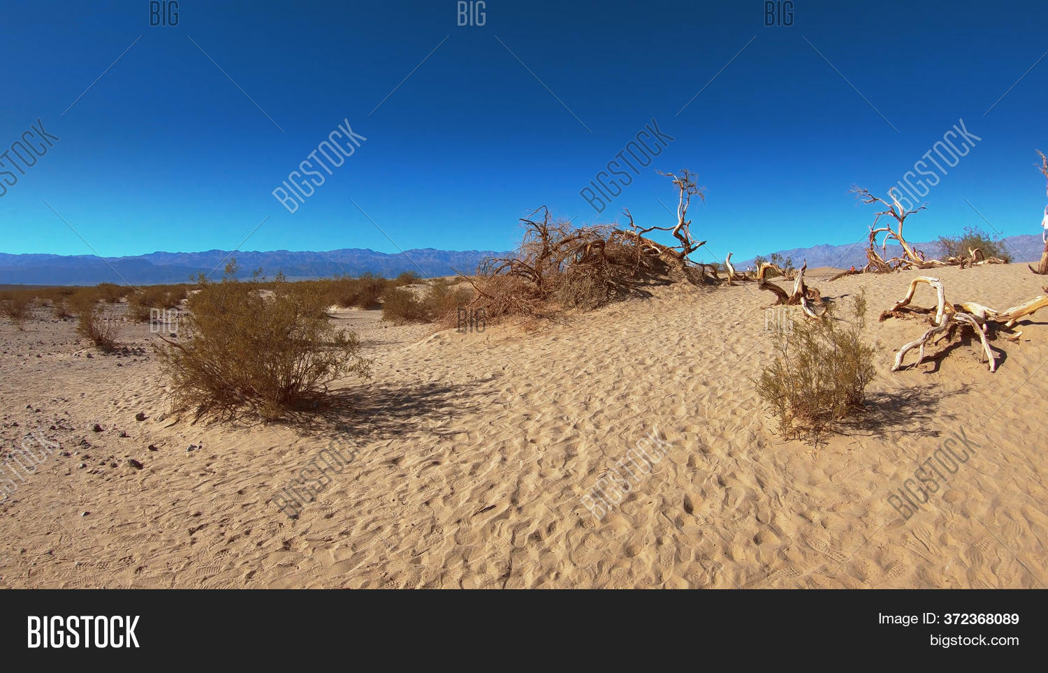 Mesquite Flat Sand Image & Photo (Free Trial) | Bigstock