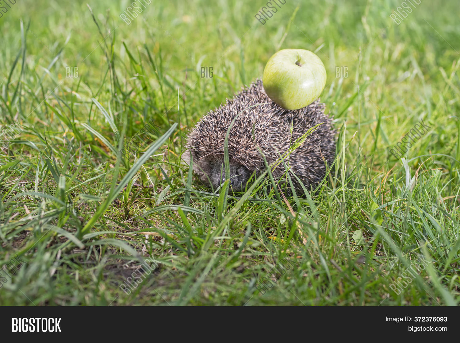 Hedgehog Green Apple Image & Photo (Free Trial) | Bigstock