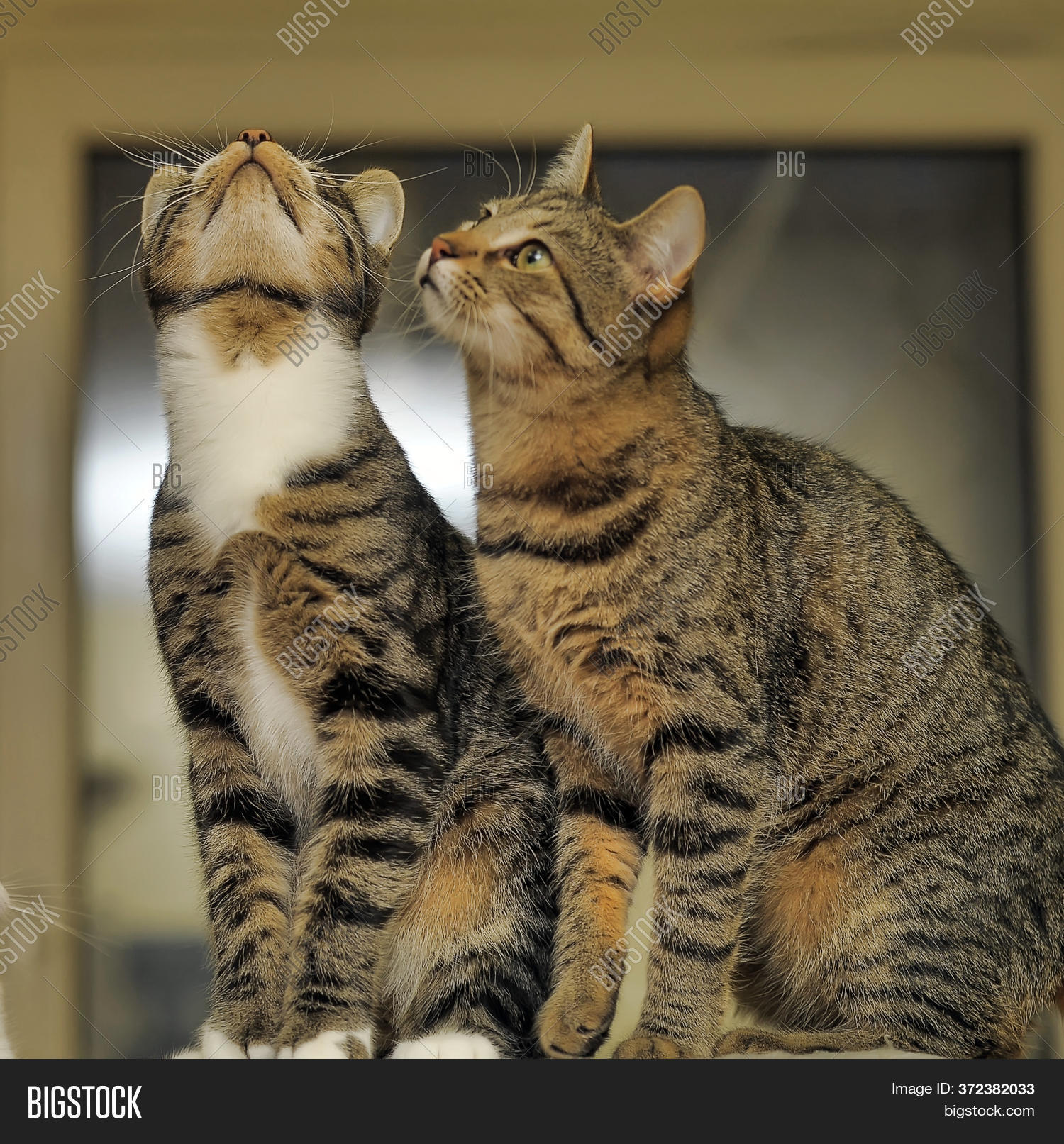 Two Young Cats Play Image & Photo (Free Trial) | Bigstock