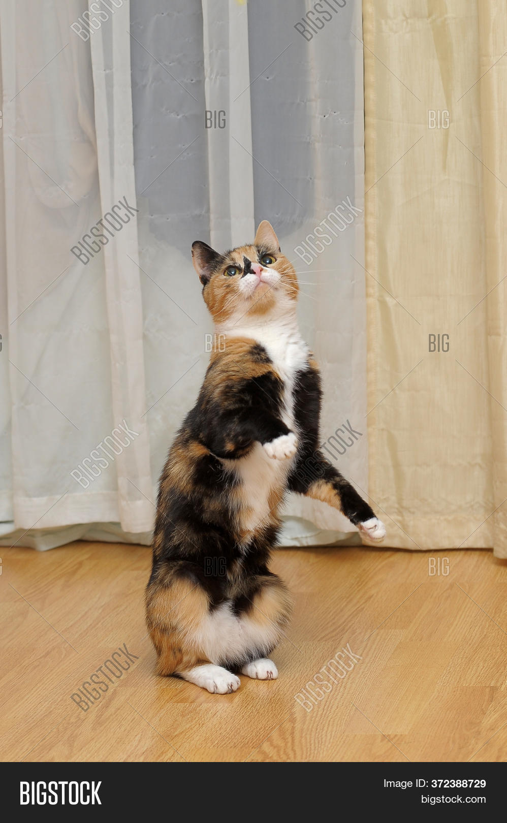 Cat Standing On Hind Image & Photo (Free Trial) | Bigstock