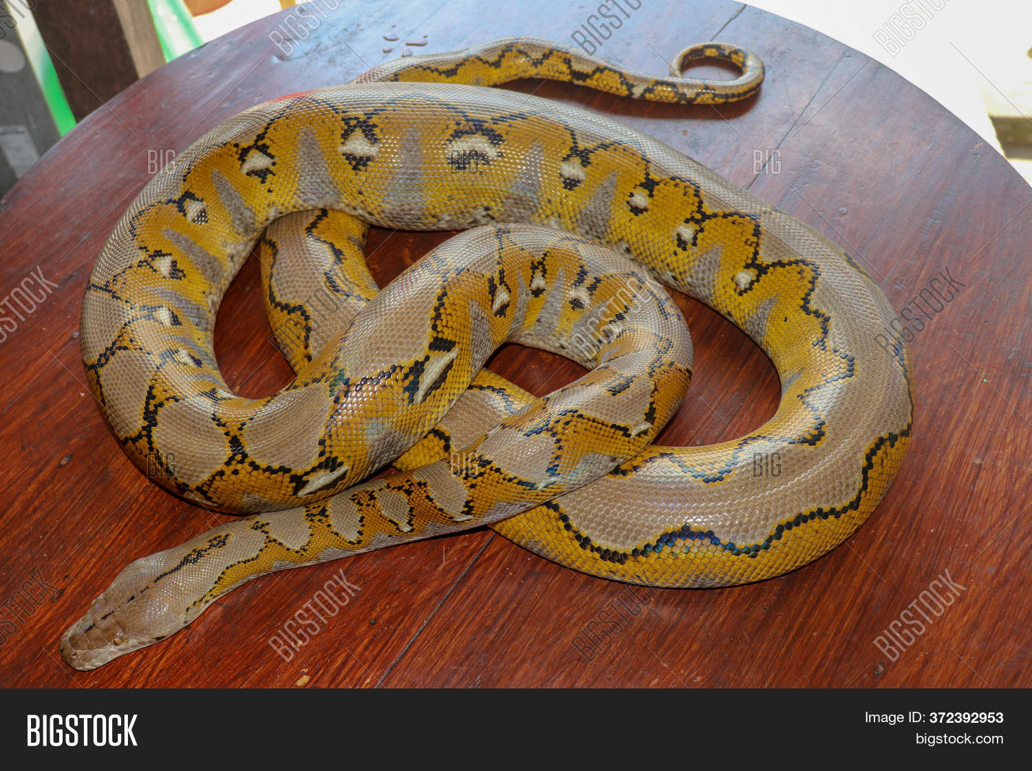 Gold Yellow Python, Image & Photo (Free Trial) | Bigstock