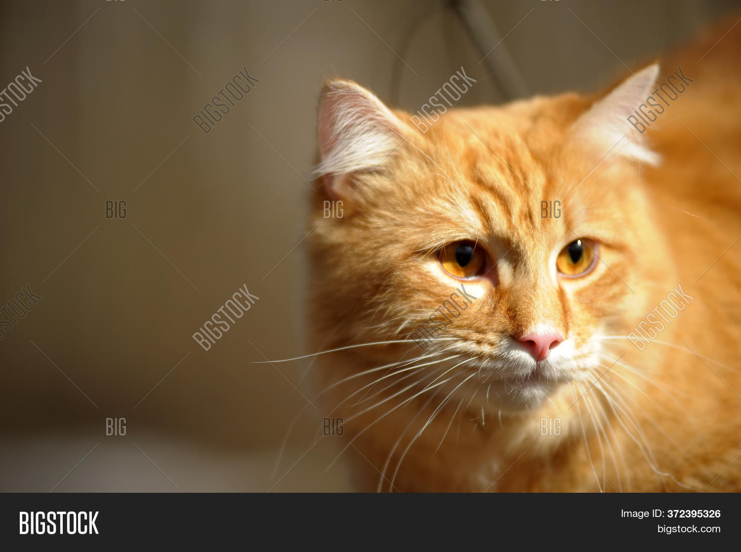 Beautiful Red Cat Image & Photo (Free Trial) | Bigstock