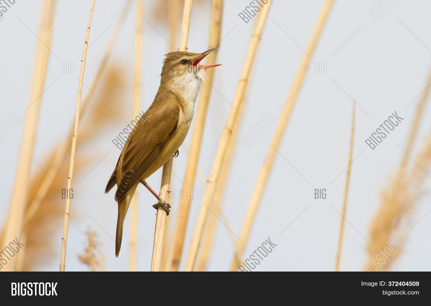 Great Reed Warbler, Image & Photo (Free Trial) | Bigstock