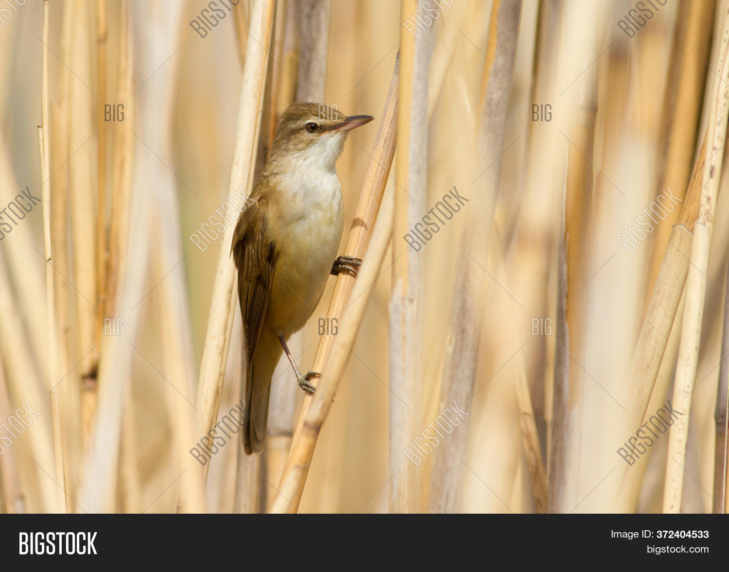 Great Reed Warbler, Image & Photo (Free Trial) | Bigstock