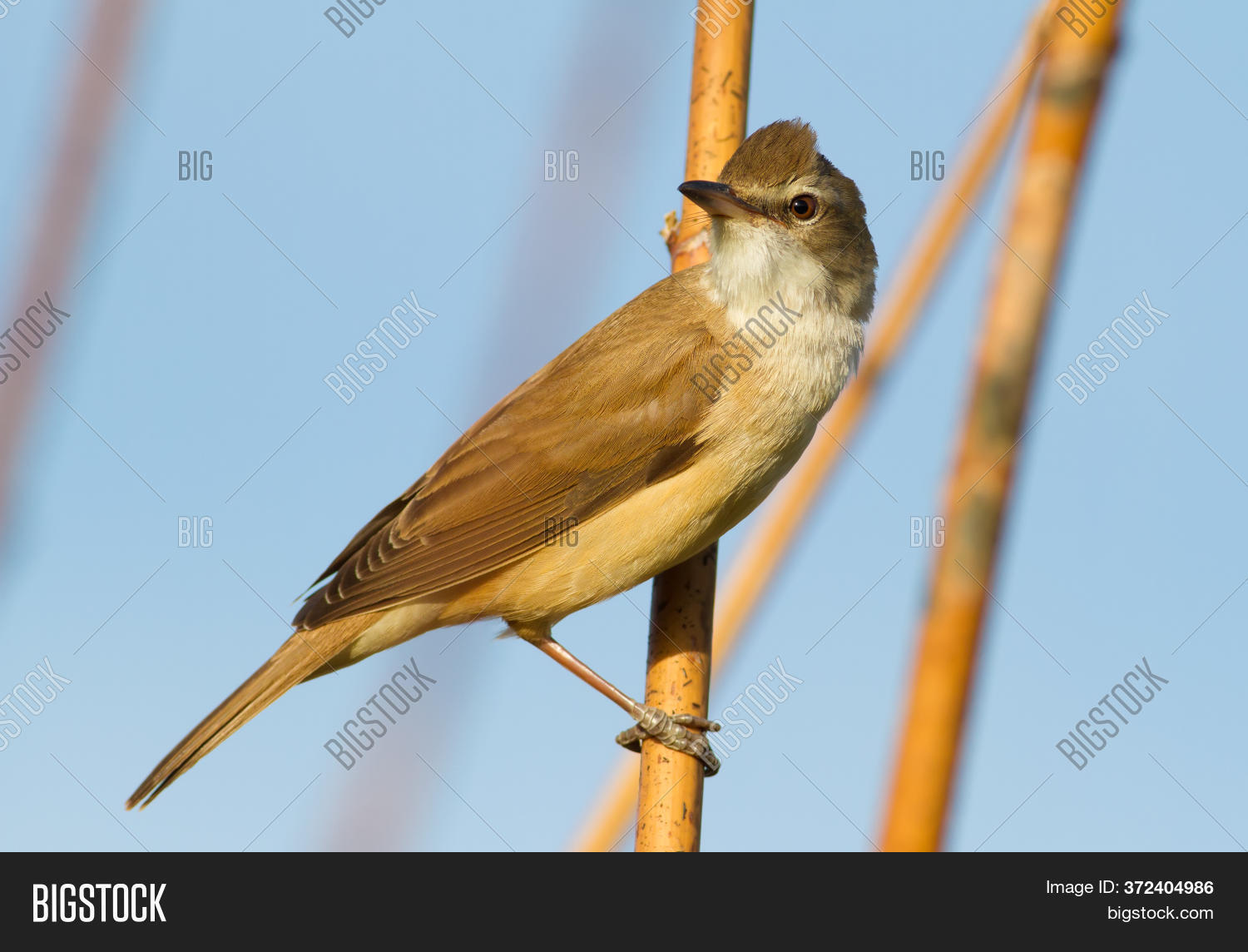 Great Reed Warbler, Image & Photo (Free Trial) | Bigstock