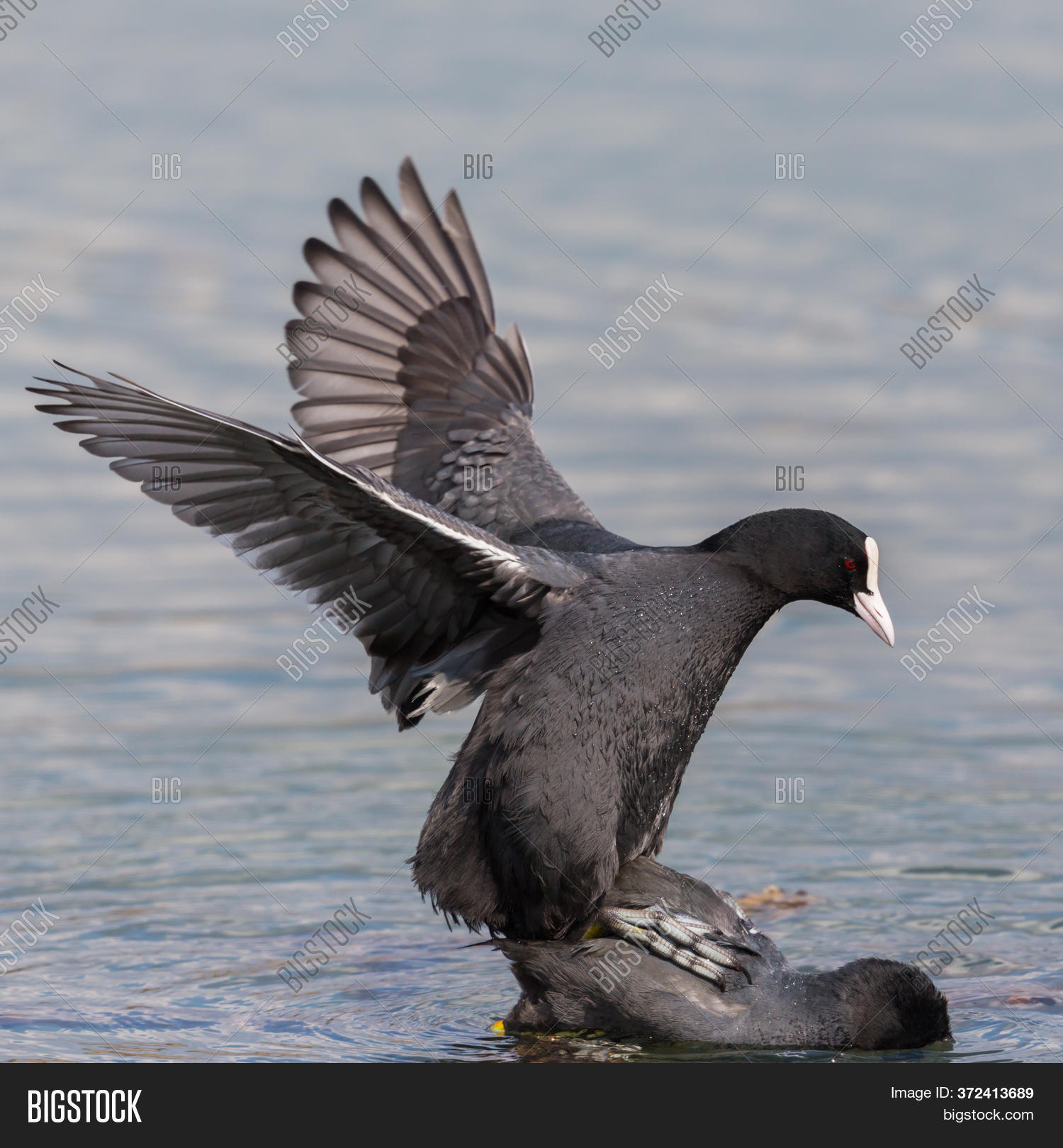 Two Black Coots ( Image & Photo (Free Trial) | Bigstock