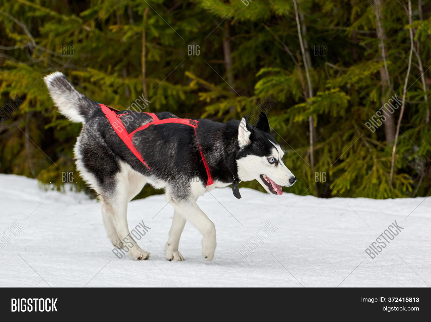 Running Husky Dog On Image & Photo (Free Trial) | Bigstock