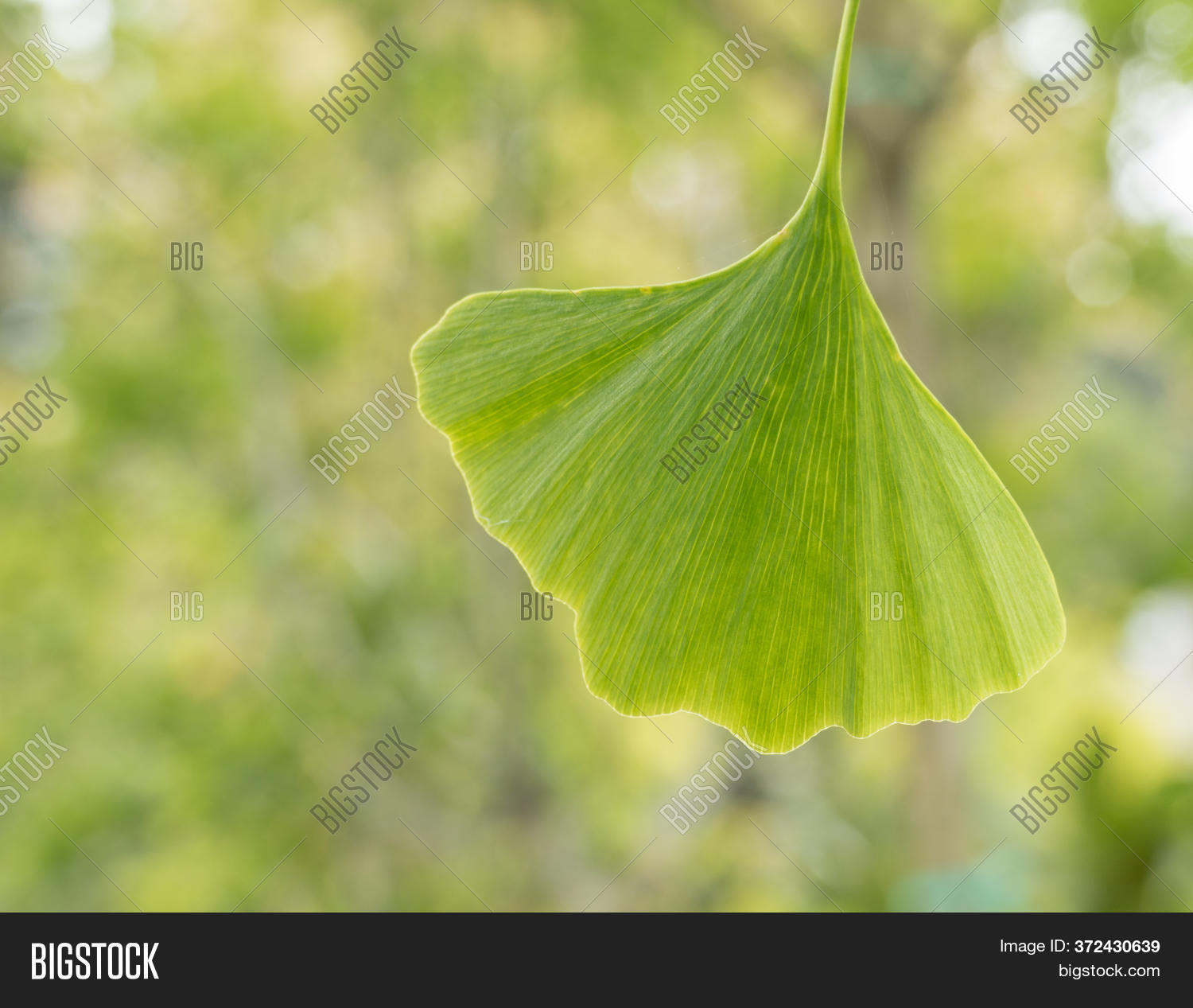 Leaf Ginkgo Biloba Image & Photo (Free Trial) | Bigstock