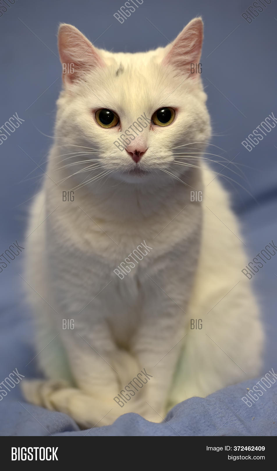 Albino Cat