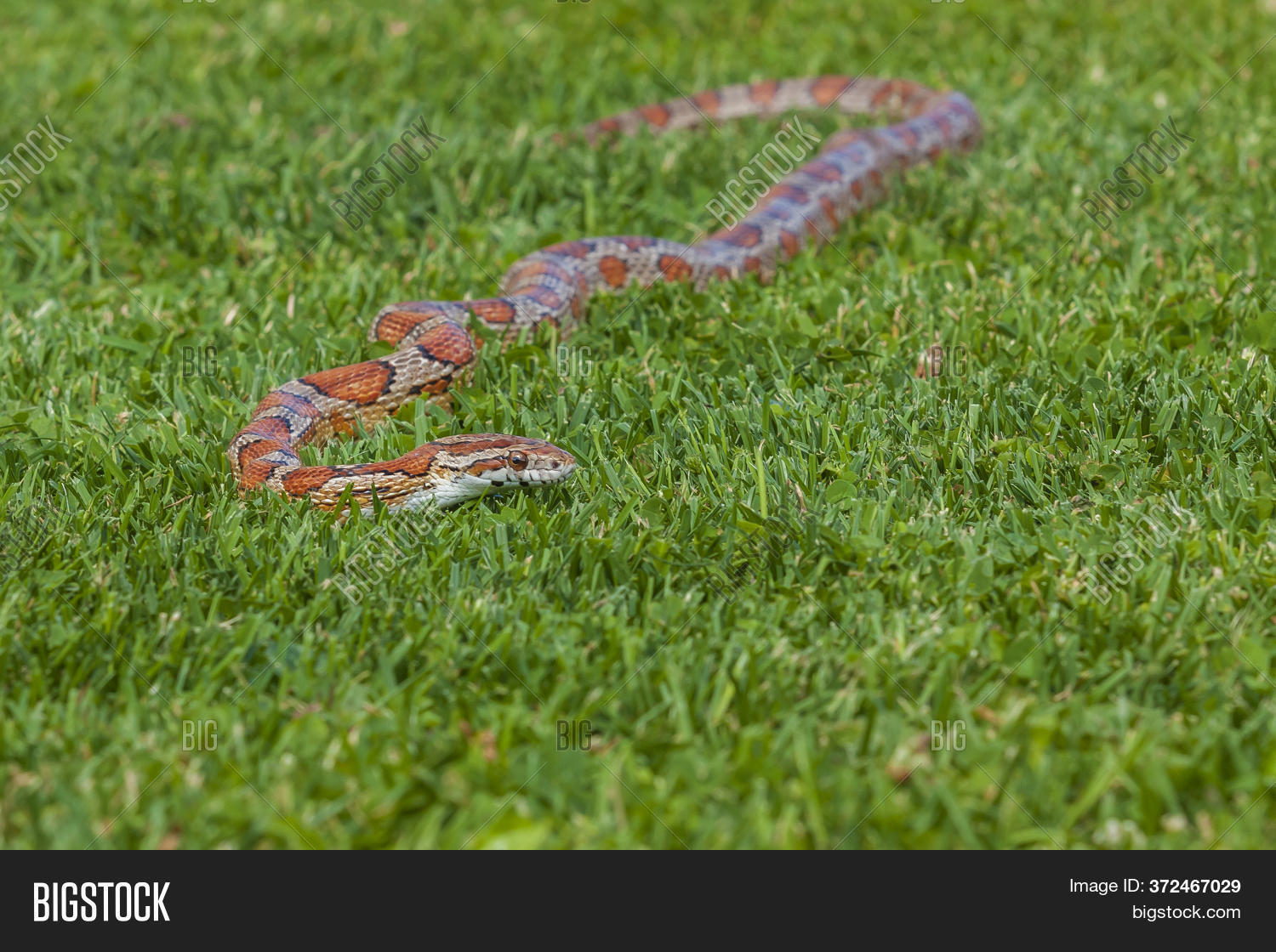 Red Snake - Image & Photo (Free Trial) | Bigstock