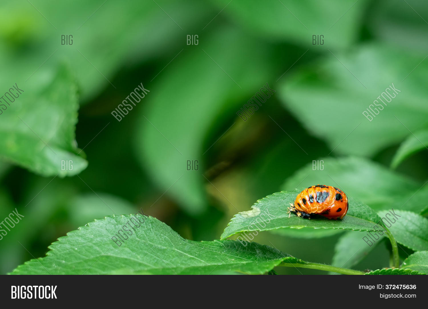 Red Insect Larva Image & Photo (Free Trial) | Bigstock