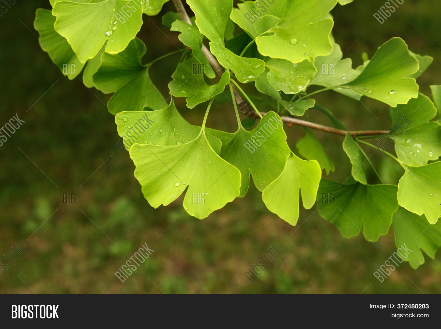 Ginkgo Biloba Green Image & Photo (Free Trial) | Bigstock